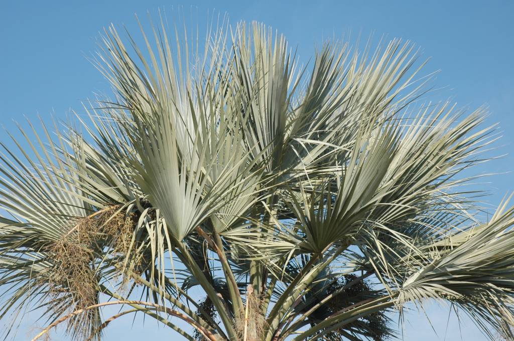 Central California Brahea - DISCUSSING PALM TREES WORLDWIDE - PalmTalk