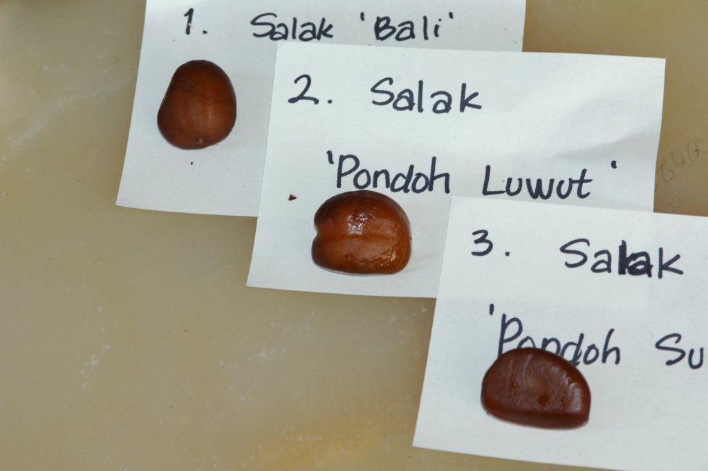 Salacca fruit/seeds - DISCUSSING PALM TREES WORLDWIDE - PalmTalk