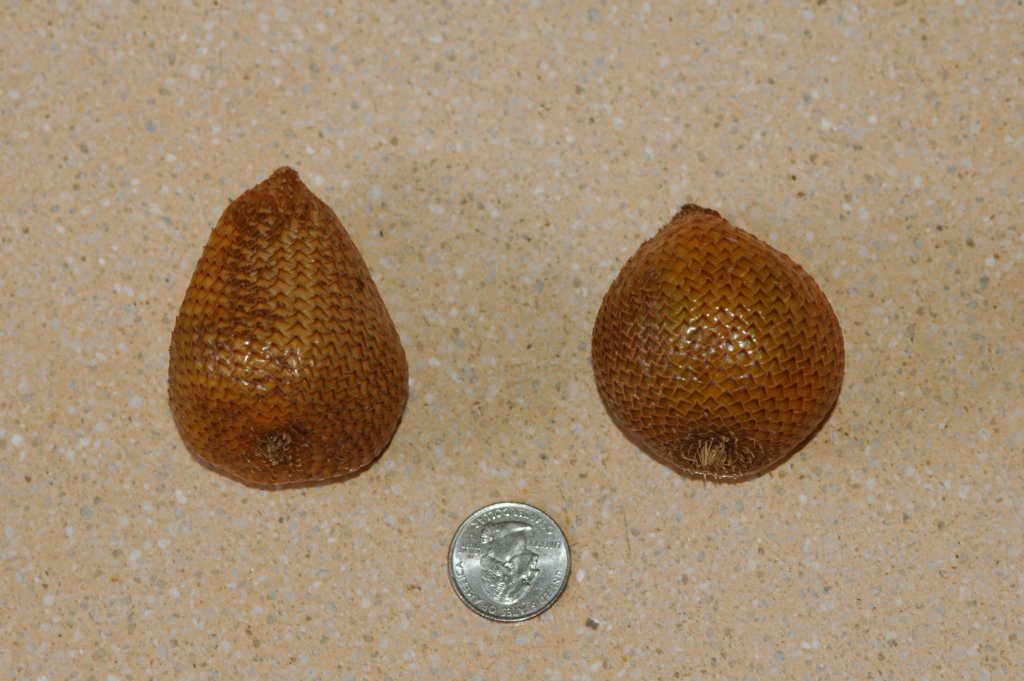 Salacca fruit/seeds - DISCUSSING PALM TREES WORLDWIDE - PalmTalk